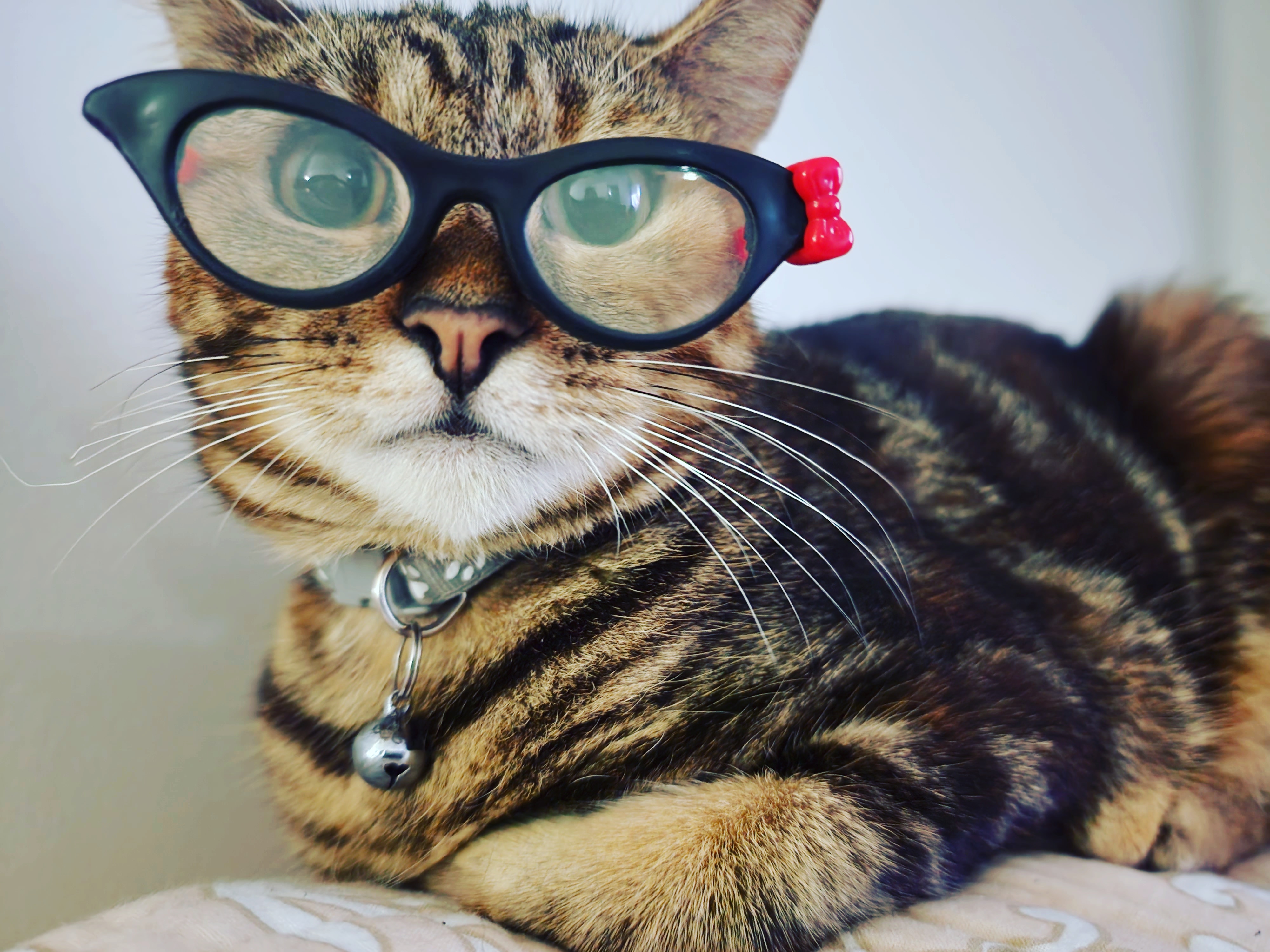 Smart Cat | Scrolller