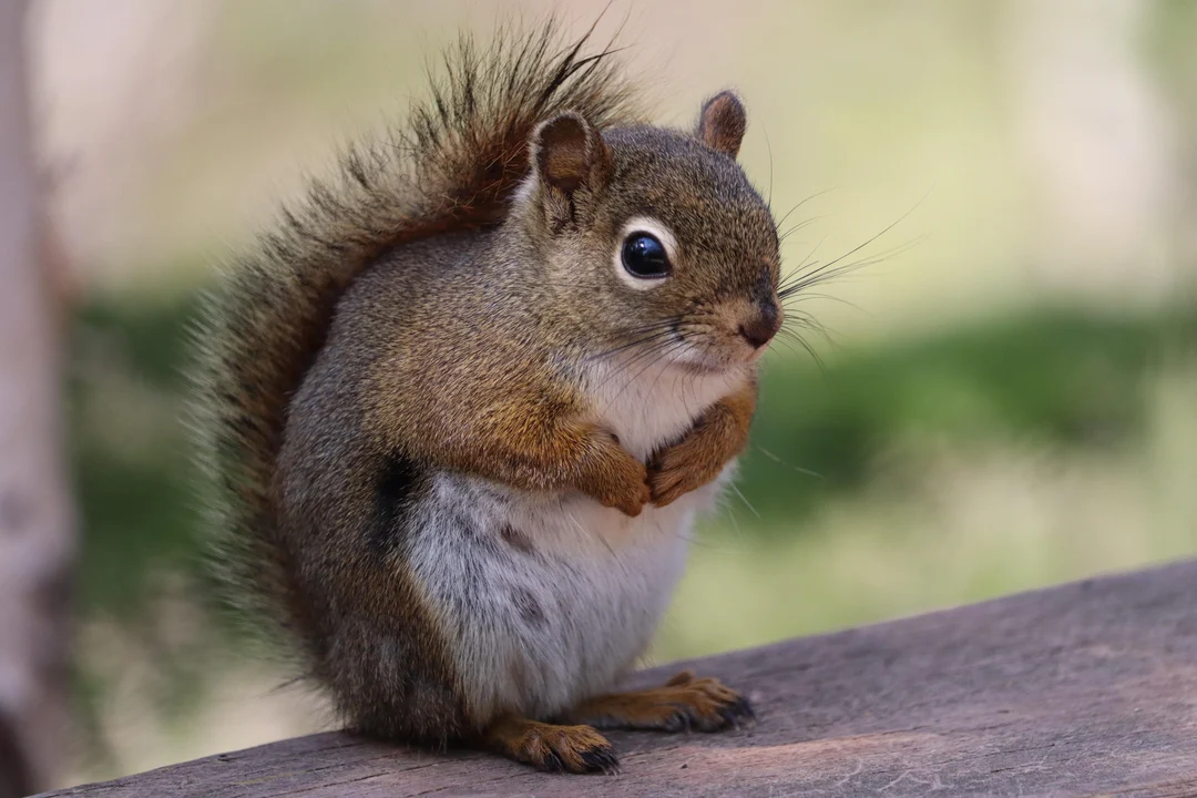 Friendly park squirrel | Scrolller
