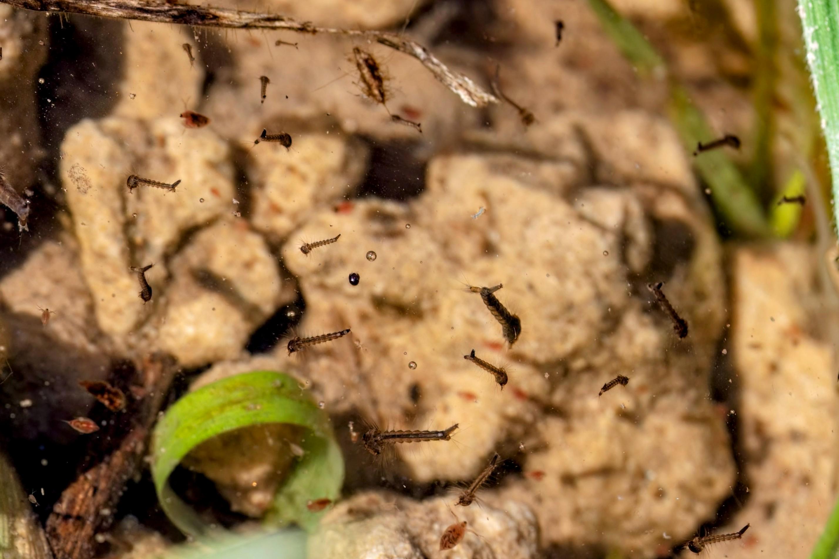 Weird looking water creatures | Scrolller