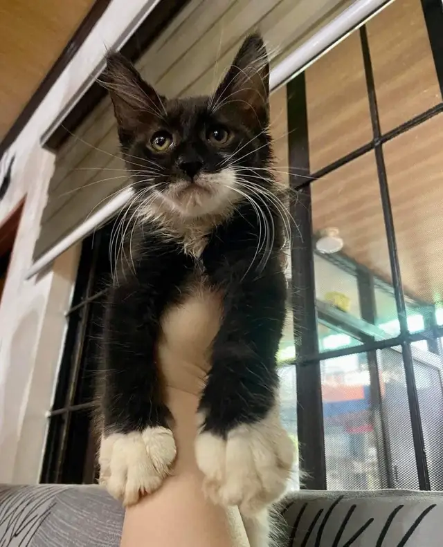Lookit those whiskers! Magnum at 6 weeks | Scrolller