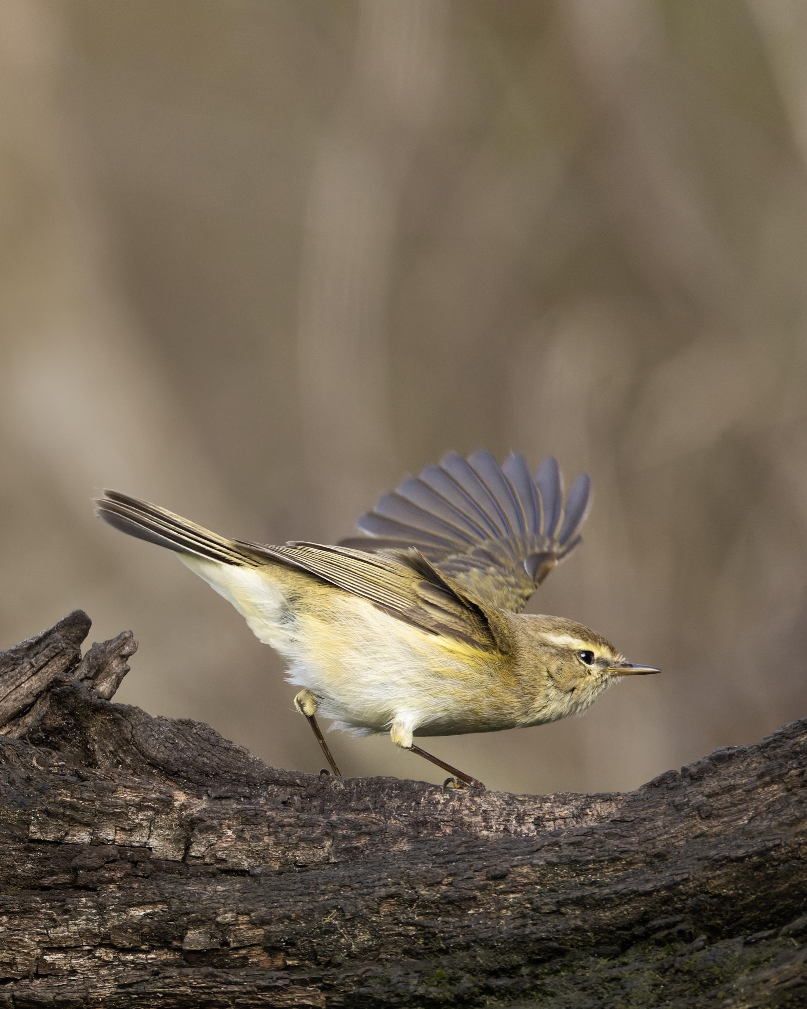 Common chiffchaff | Scrolller