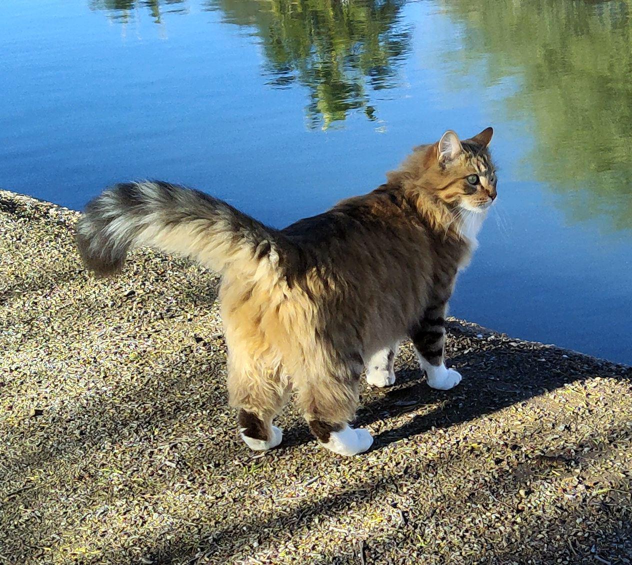 Miles checking out the canal. | Scrolller