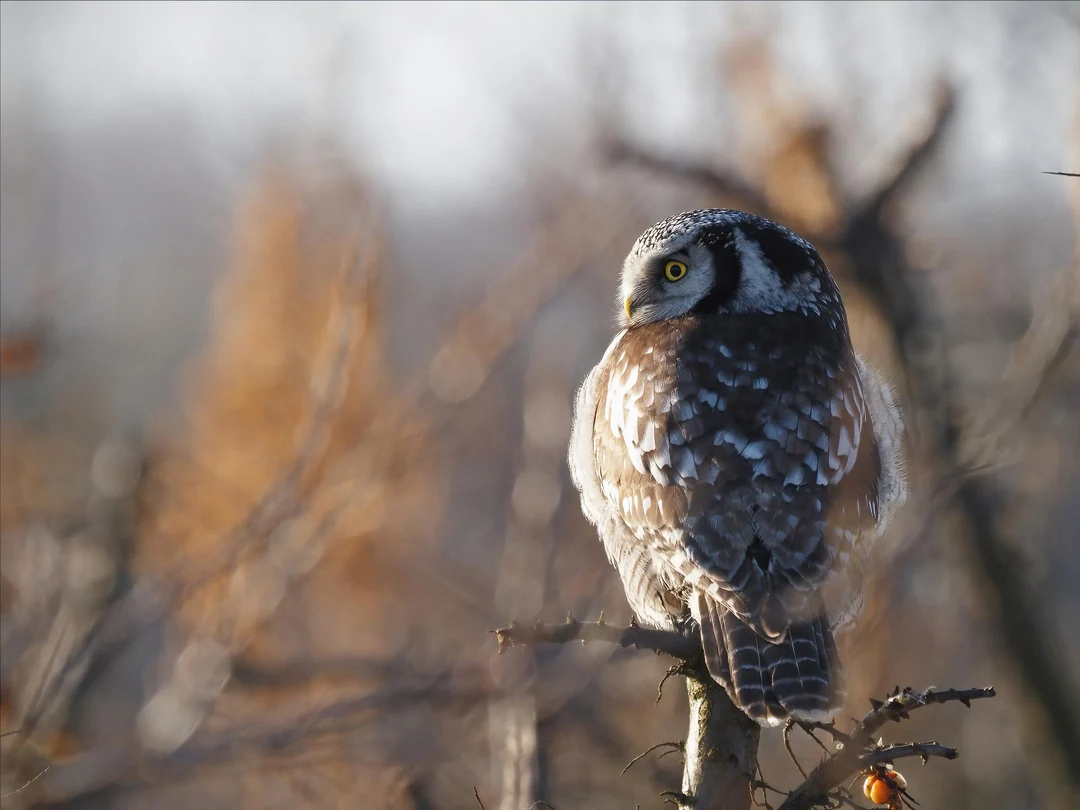 Northern hawk-owl | Scrolller