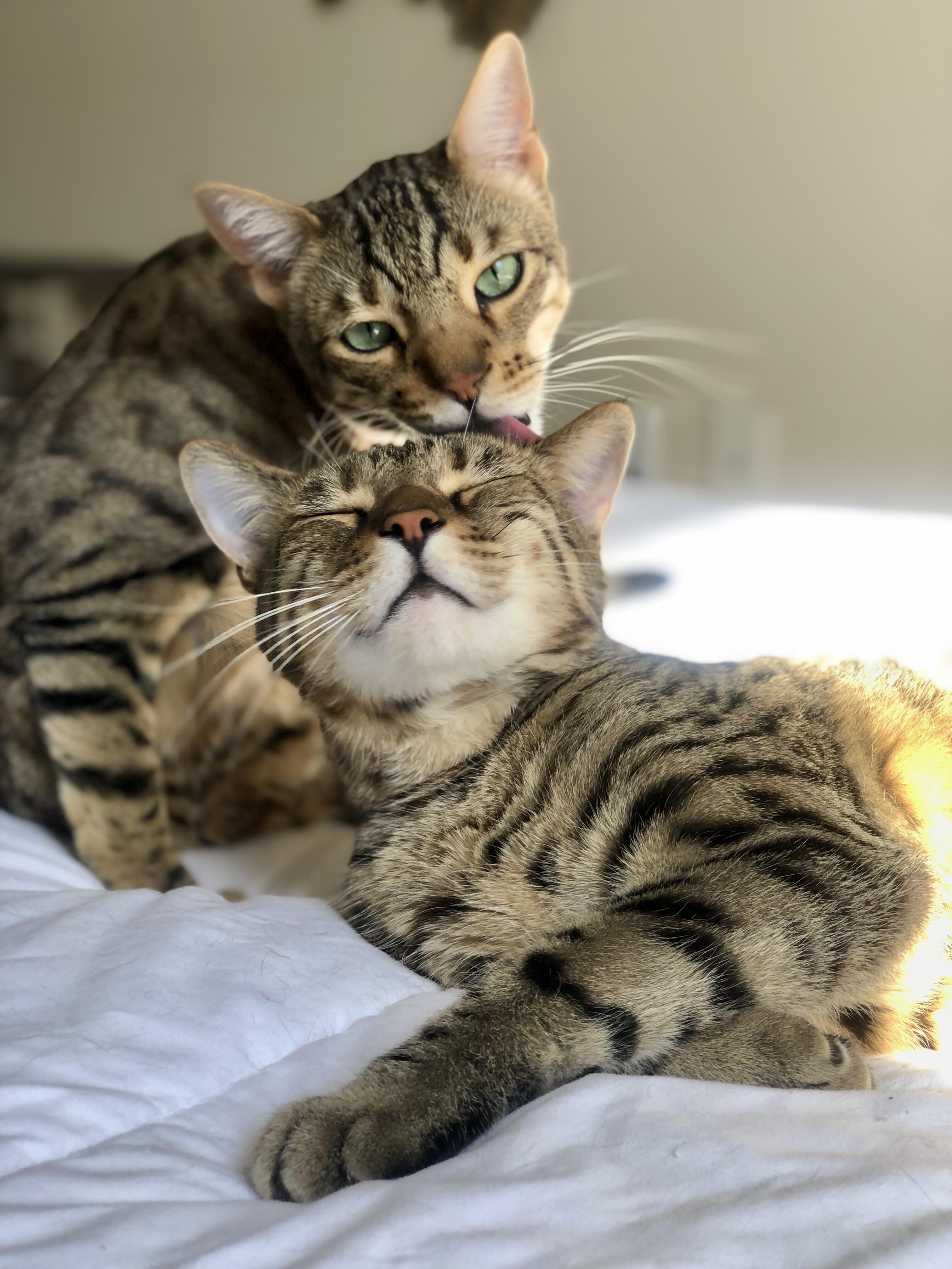 Atticus and Toast | Scrolller