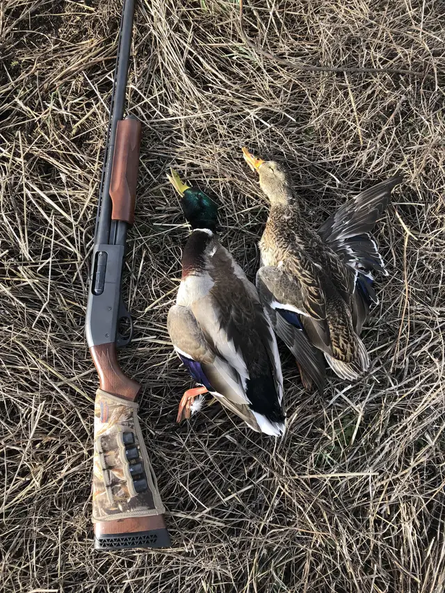 First ducks of the season. | Scrolller