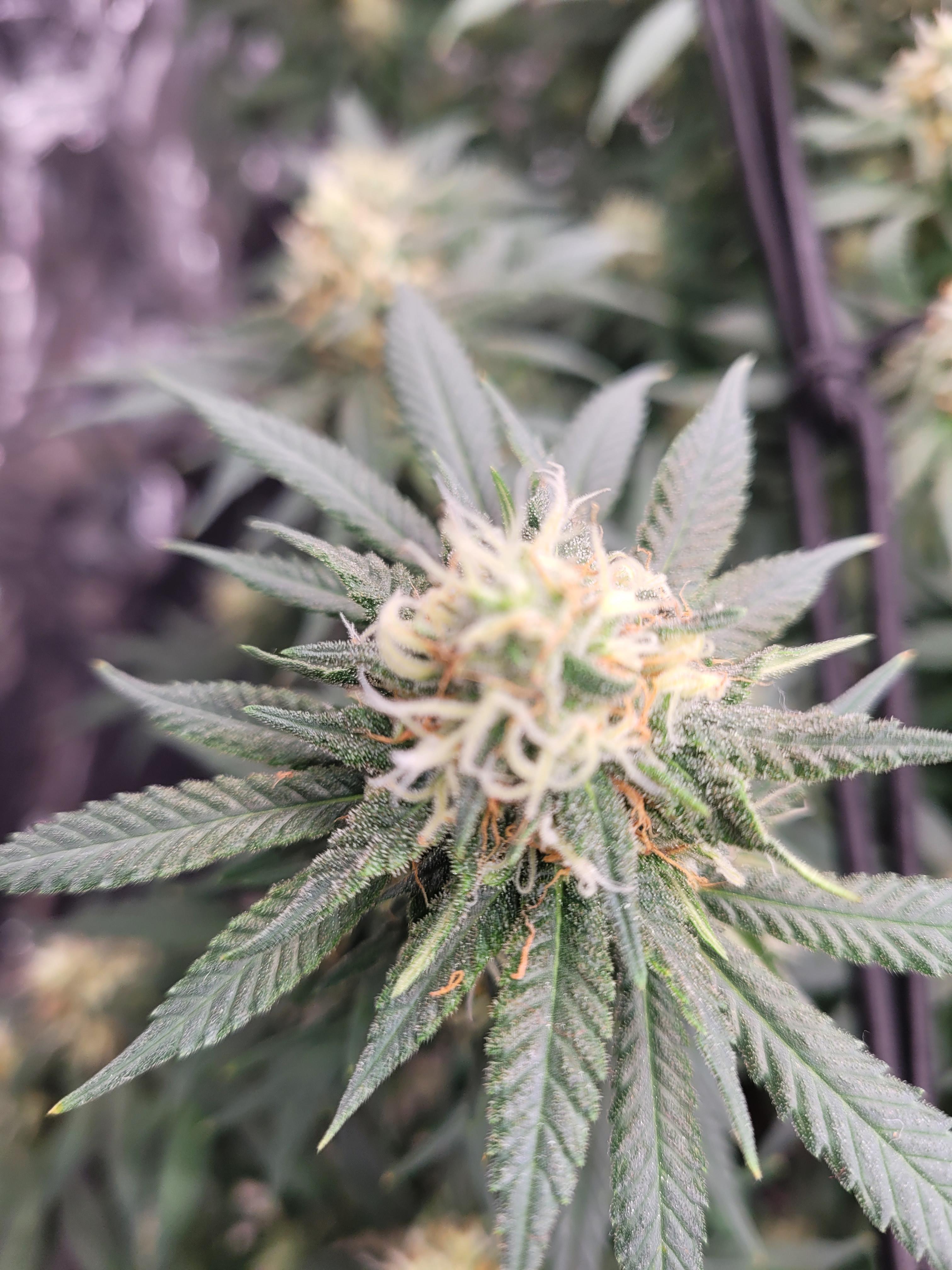 Please explain | Scrolller