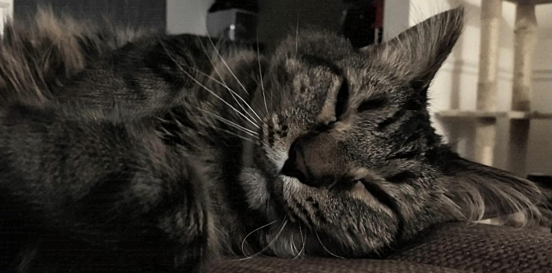 Sweet boi | Scrolller