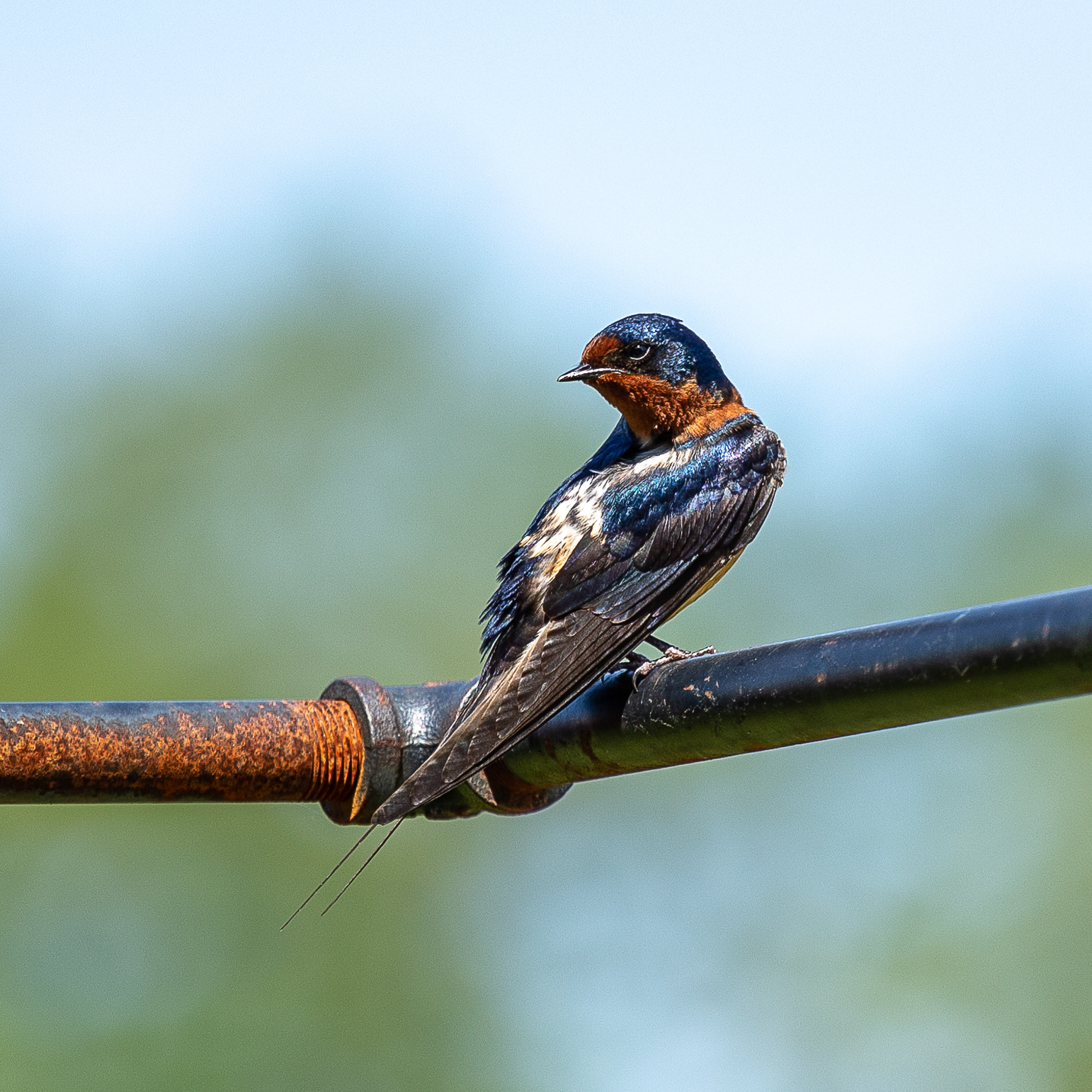 Barn Swallow | Scrolller