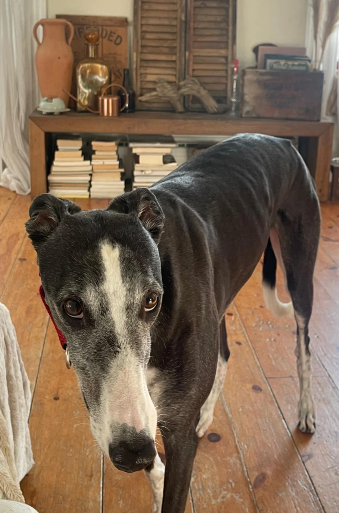 This sweet fella goes in for his first dental today and he’s as cool as a cucumber while I’m a ...