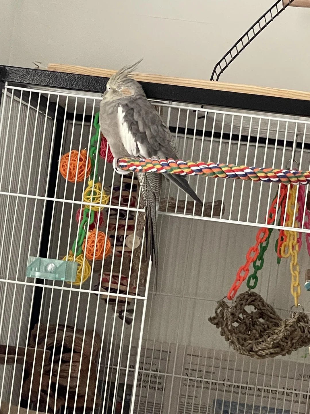 Sleepy floof 🥹 | Scrolller