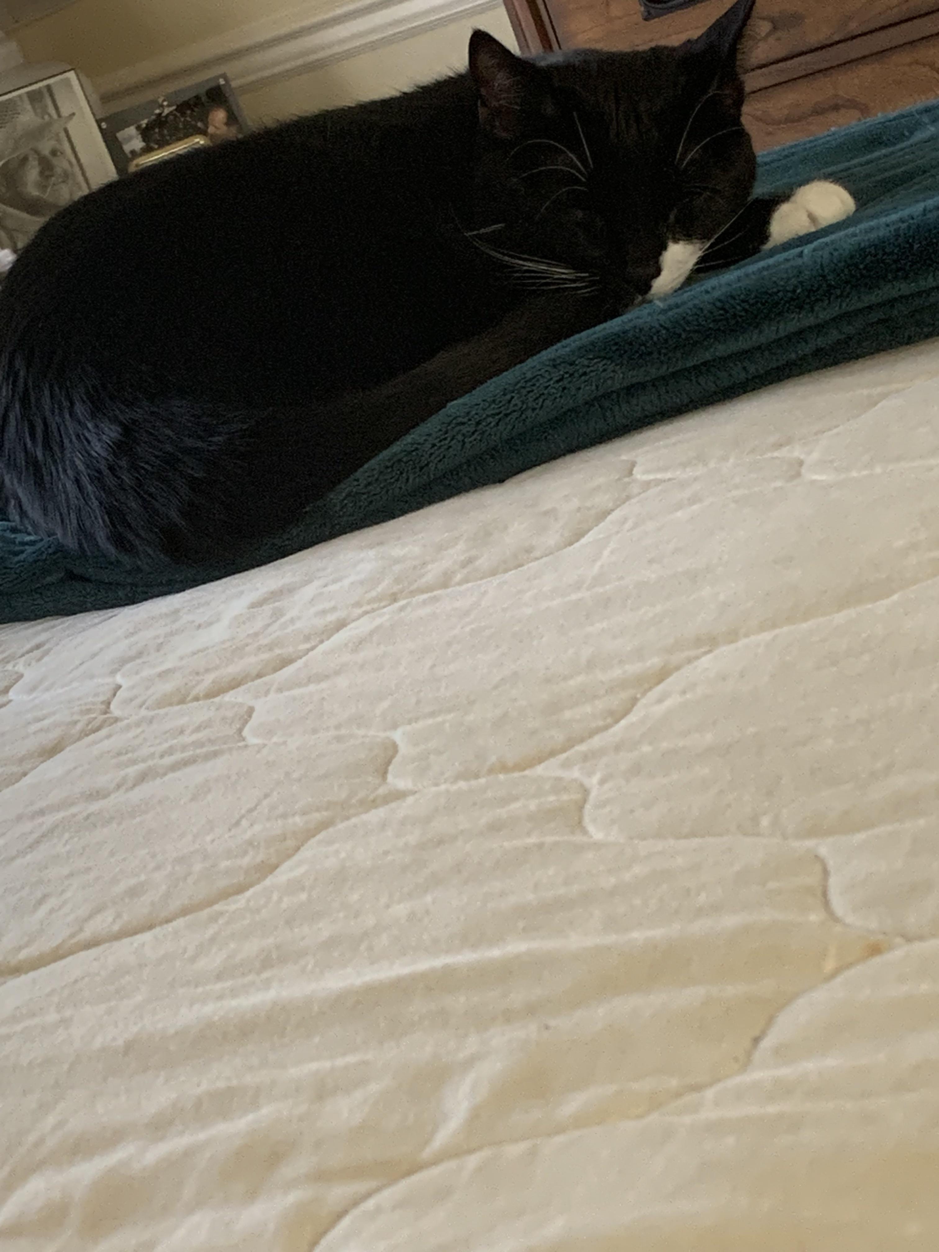 Sweet Mayhem taking a nap on his newly washed favorite blanket. | Scrolller