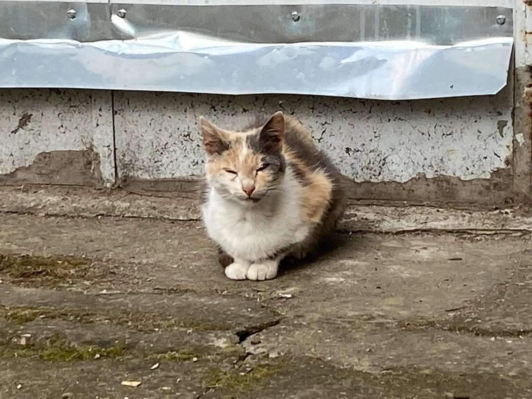 A fine stray loaf | Scrolller