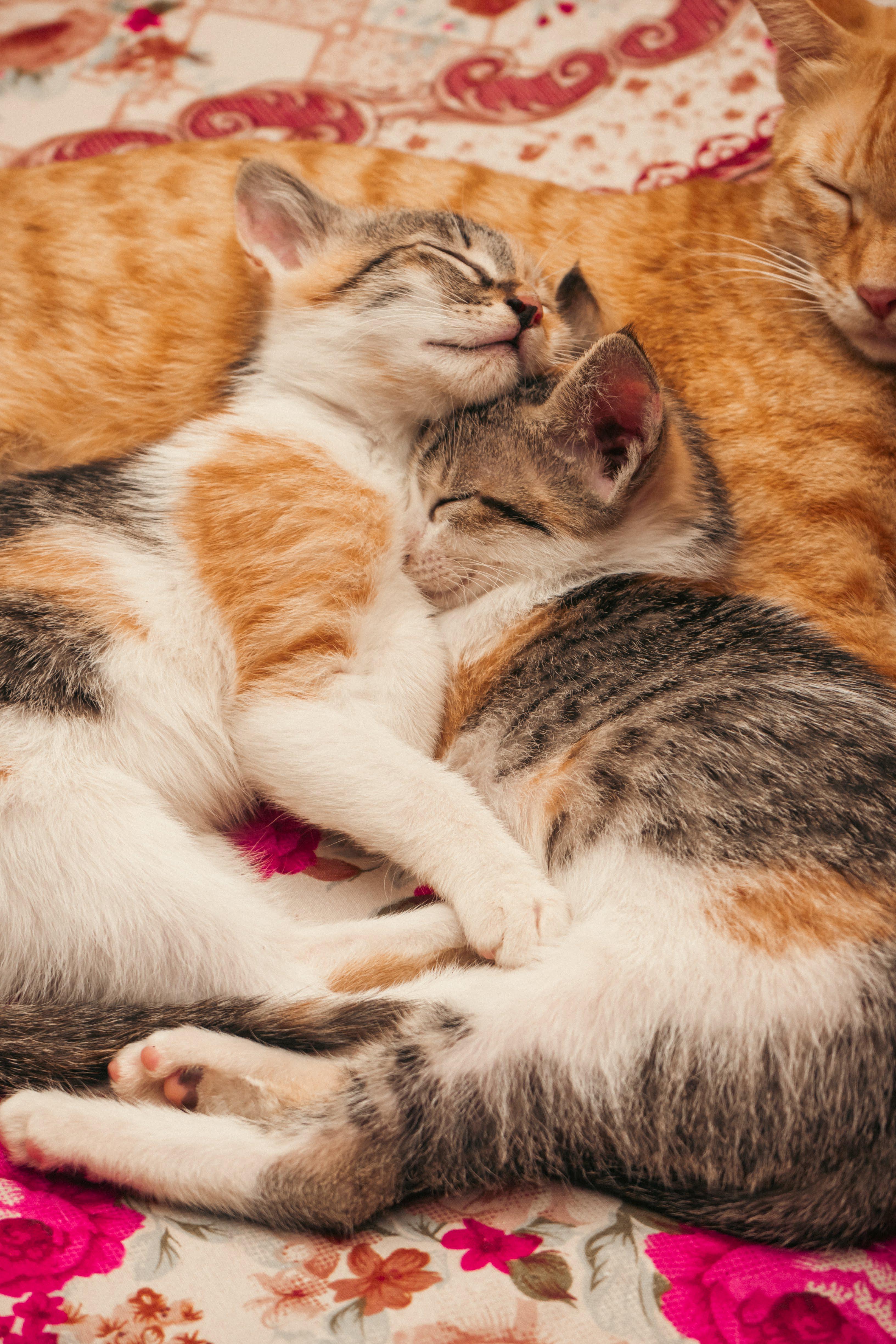 Sleeping with mama | Scrolller