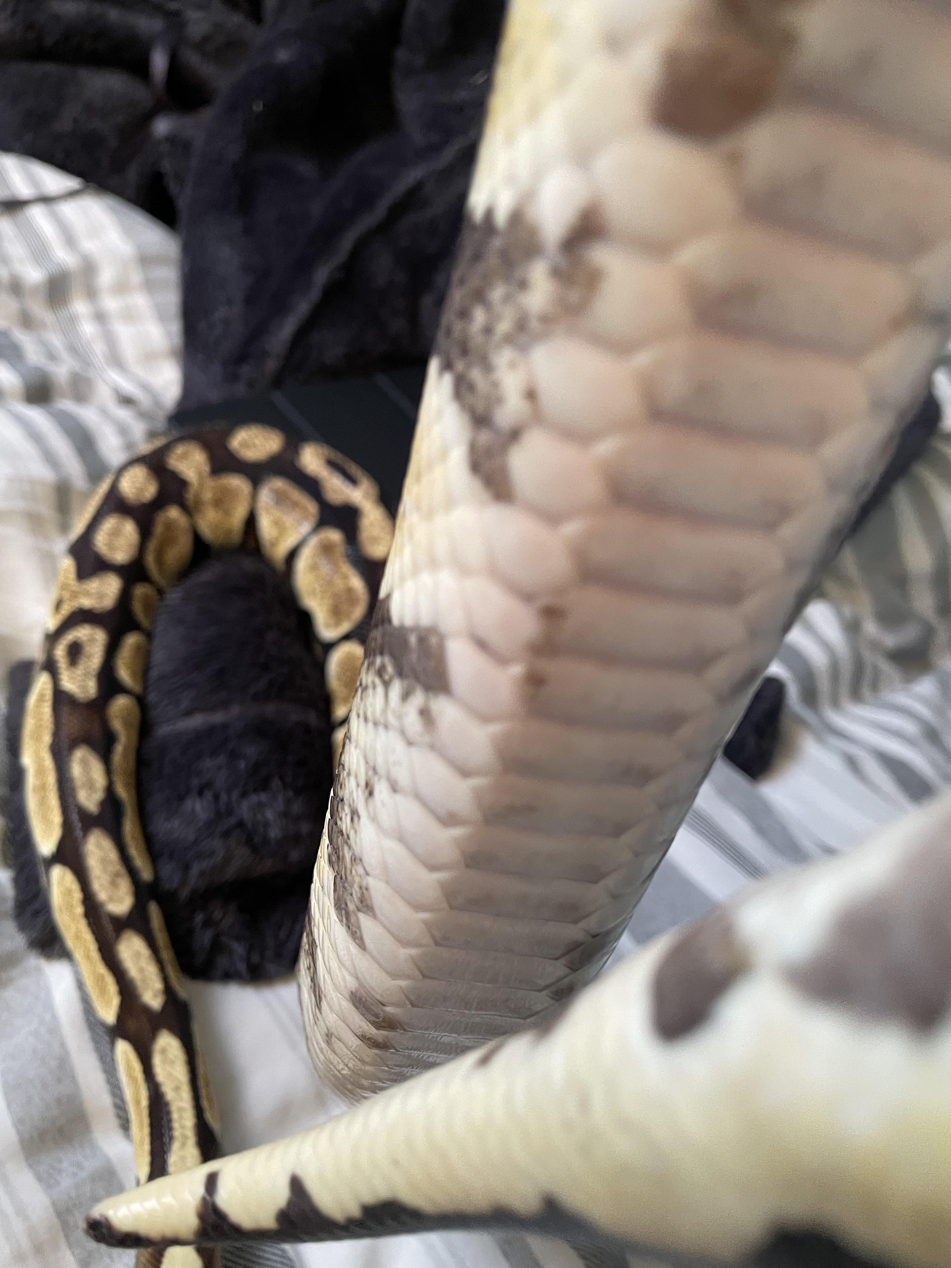 Scale rot? | Scrolller