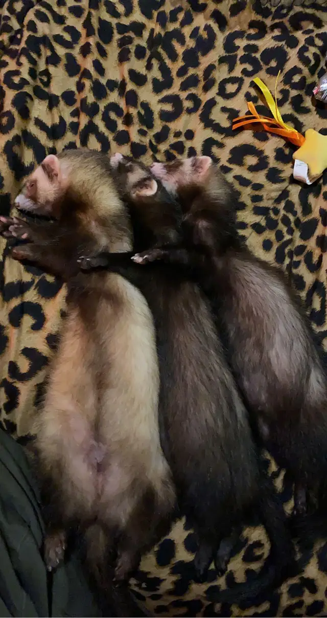 my sweet trio | Scrolller