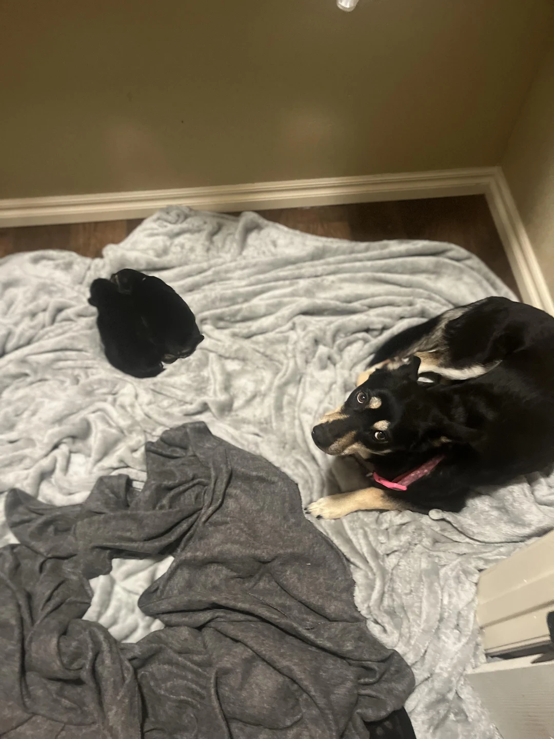 Jessie and her 2 babies Hank and otter | Scrolller