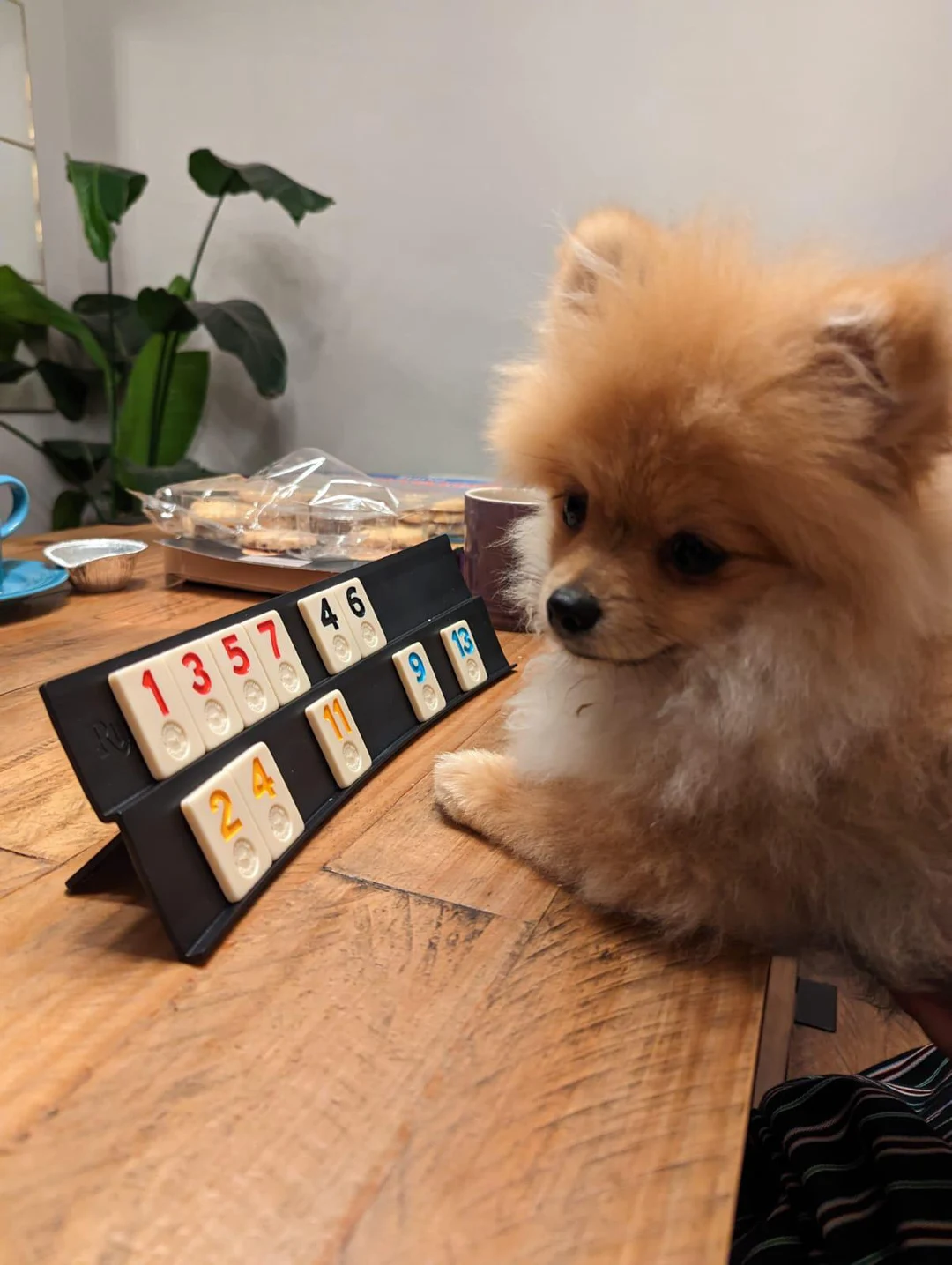 New Pom trick | Scrolller