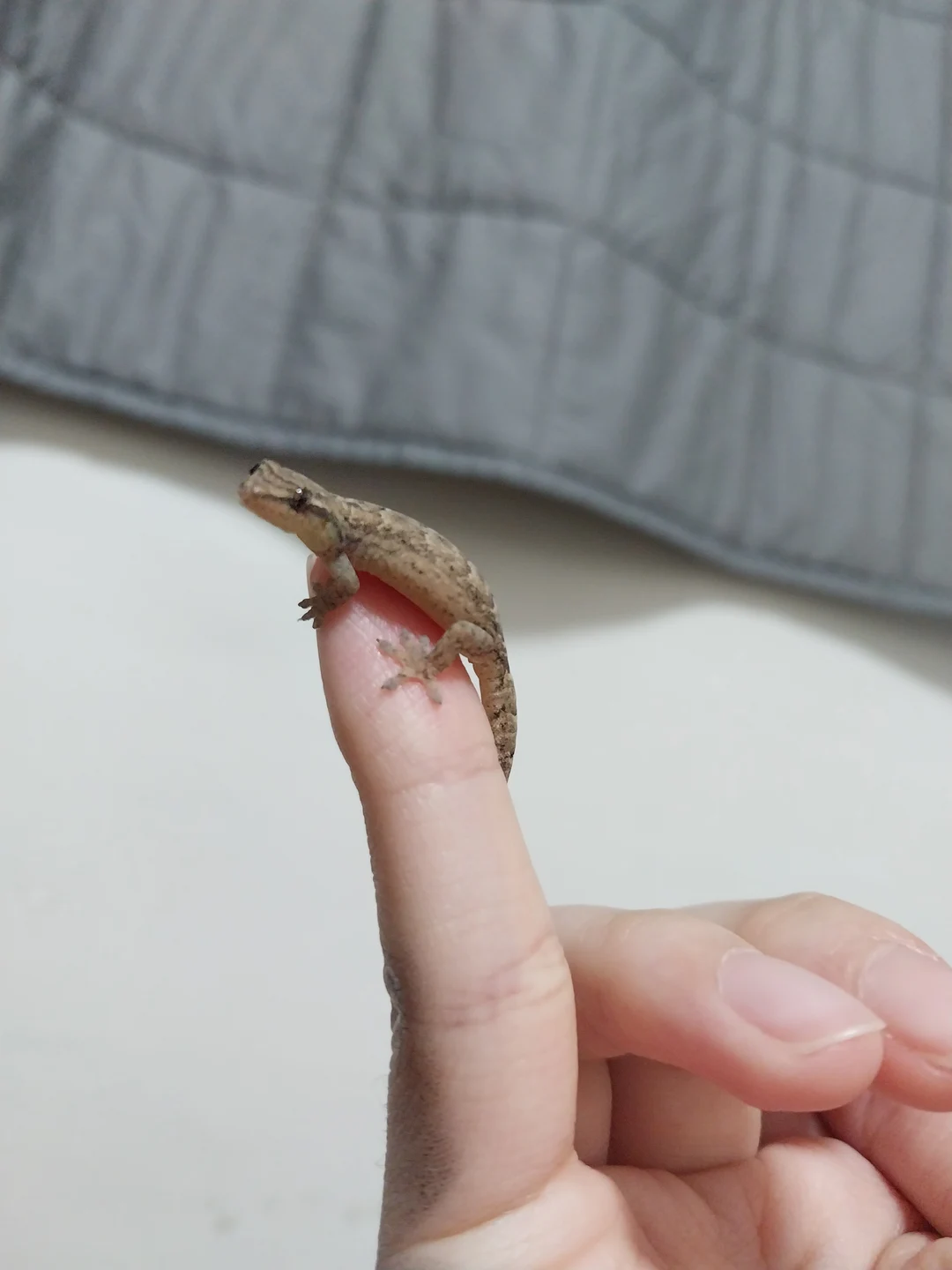 Handling my mourning gecko | Scrolller
