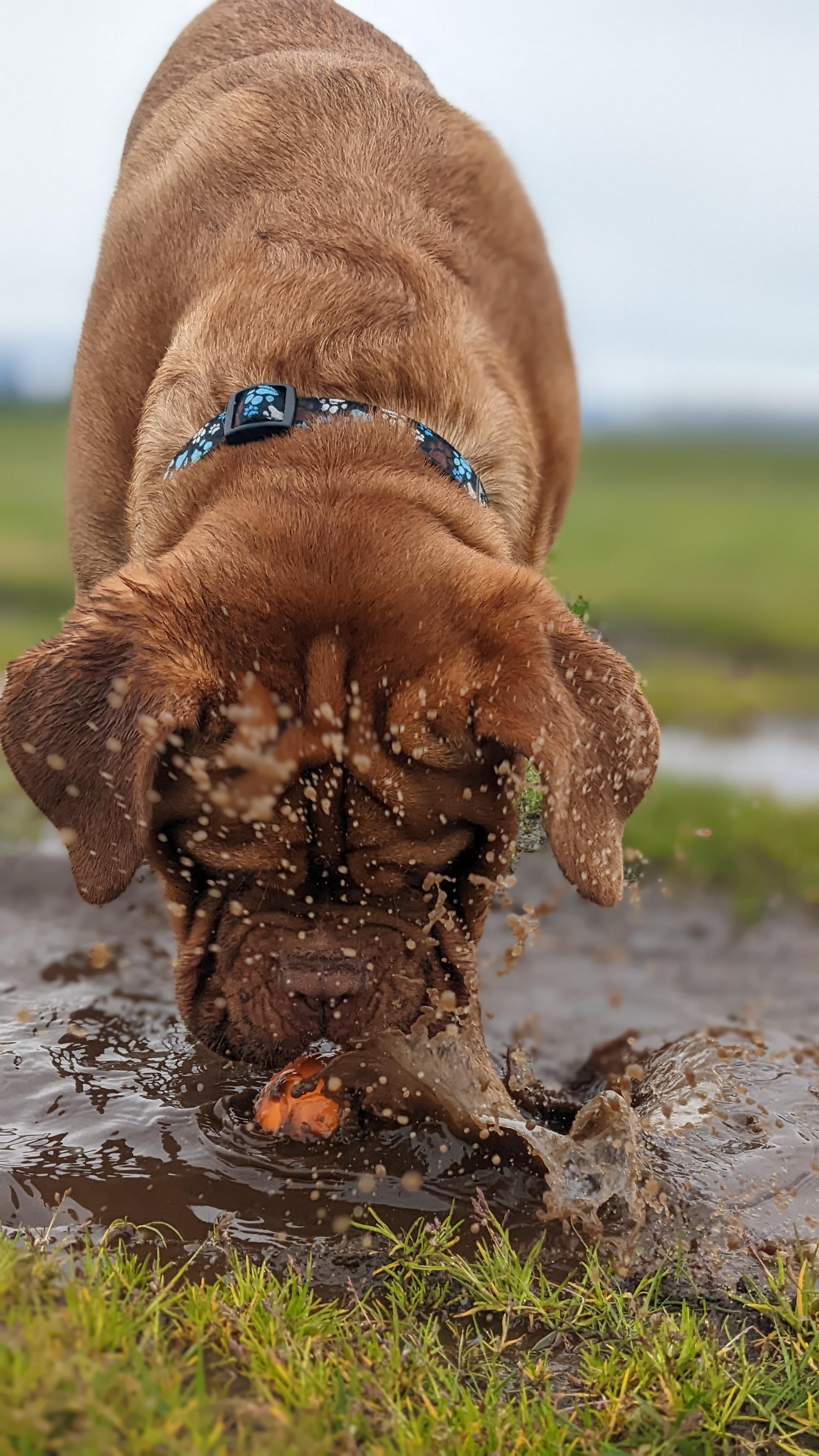 Wilfred loves a good mud puddle | Scrolller