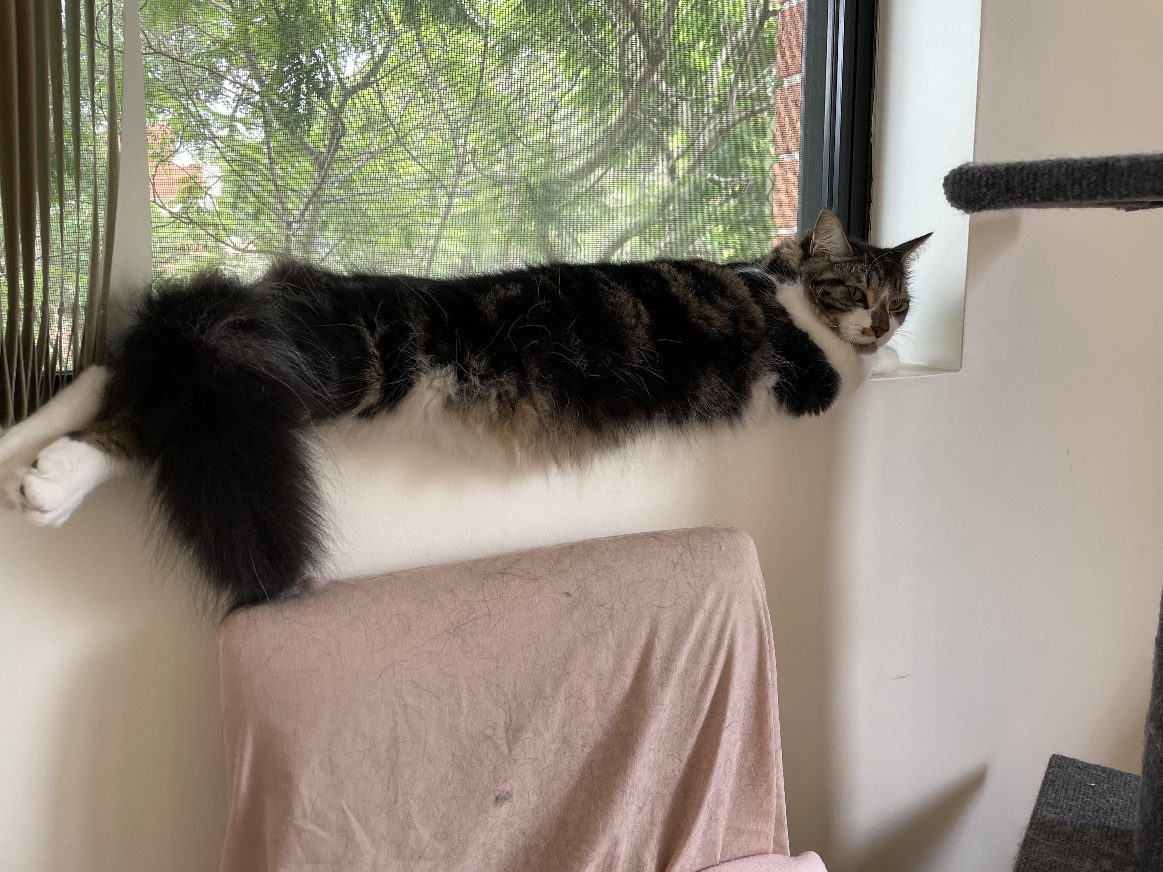 Long long Felix enjoying his view! | Scrolller