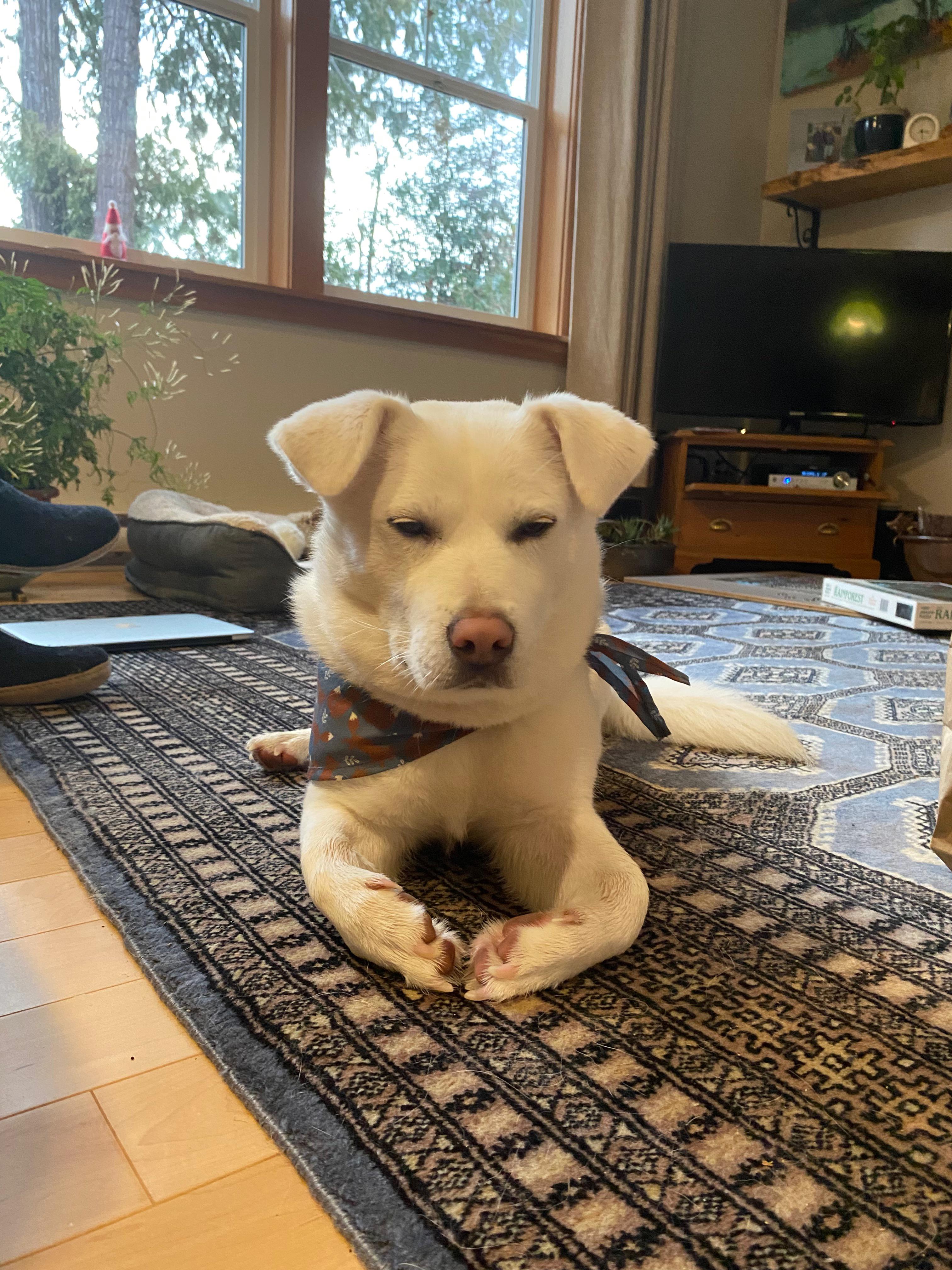 Meet Oats he's a corgi jindo mix. He is very wise | Scrolller