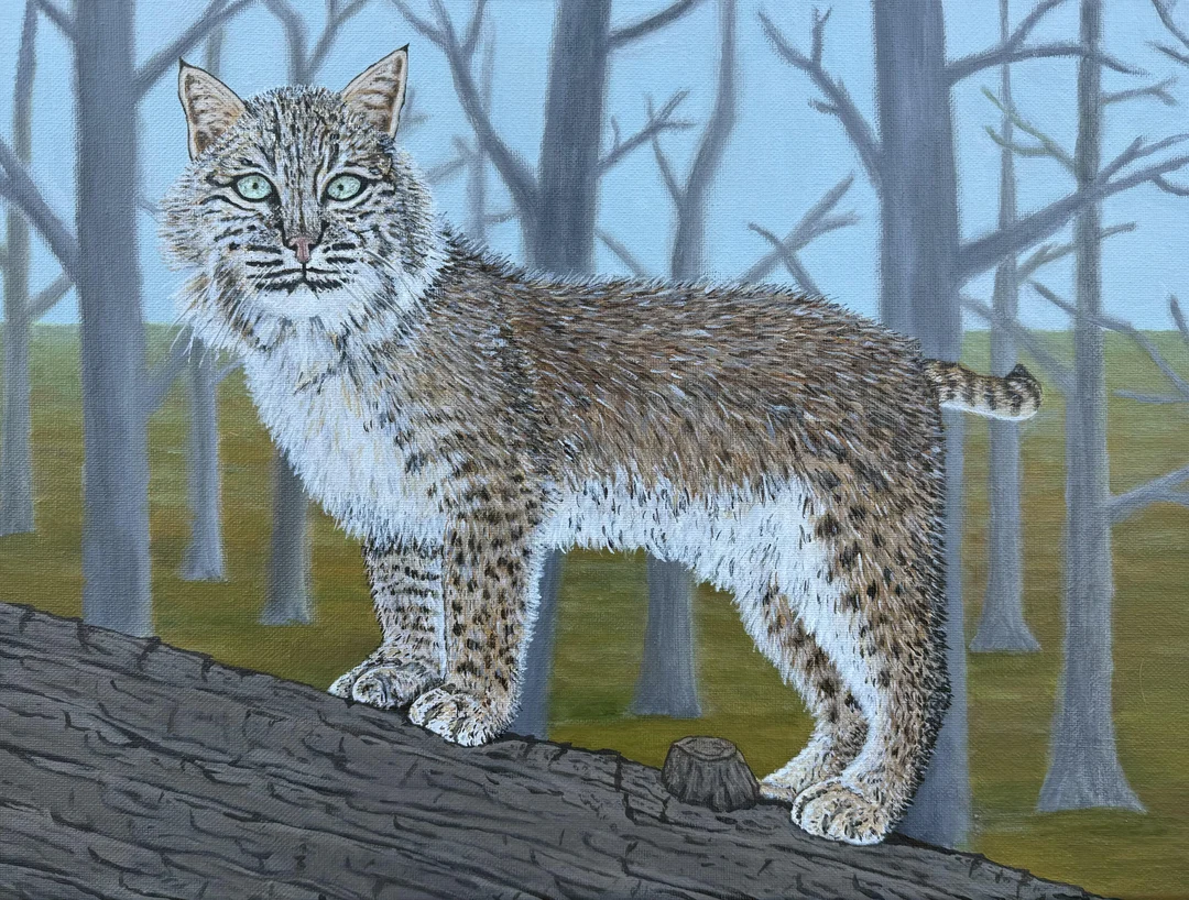 Bobcat, jasonchillart, acrylics, 2024 | Scrolller