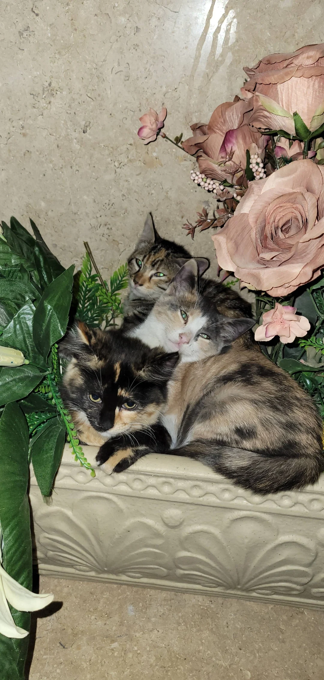 They keep multiplying everytime I look! | Scrolller