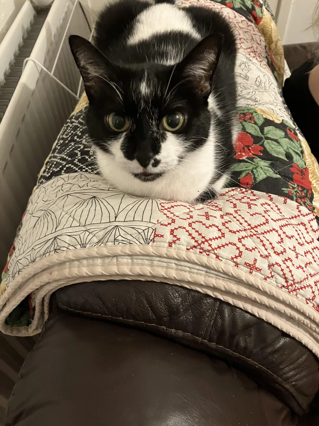 Cat loaf | Scrolller