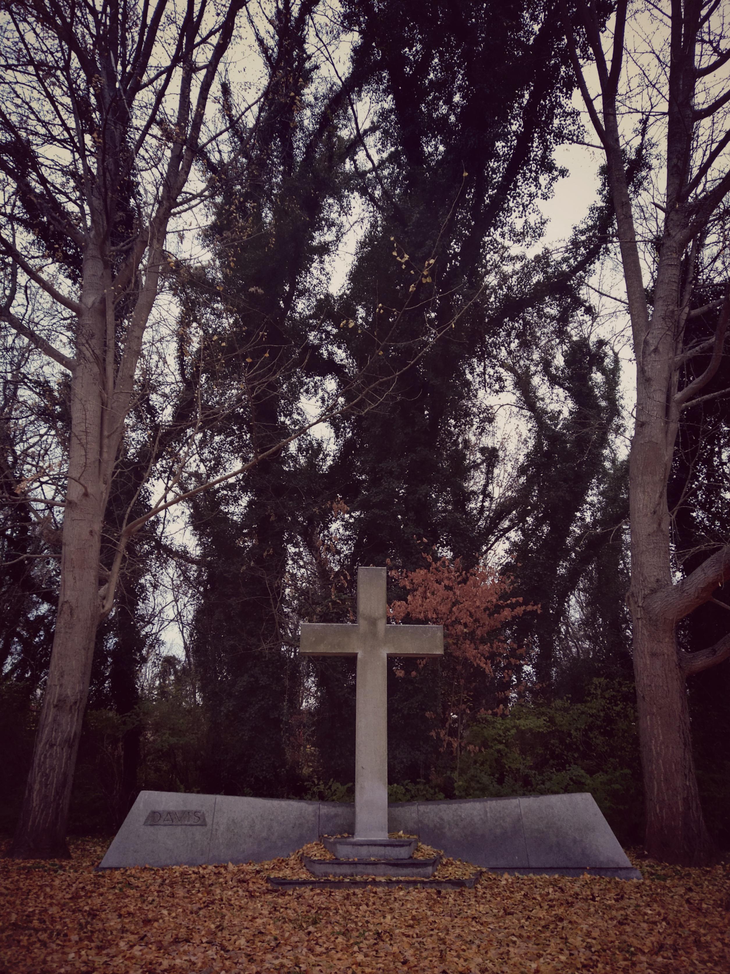 Cemetery Trees 💚 | Scrolller