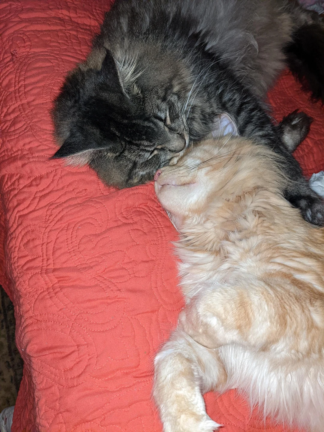 Coon love | Scrolller