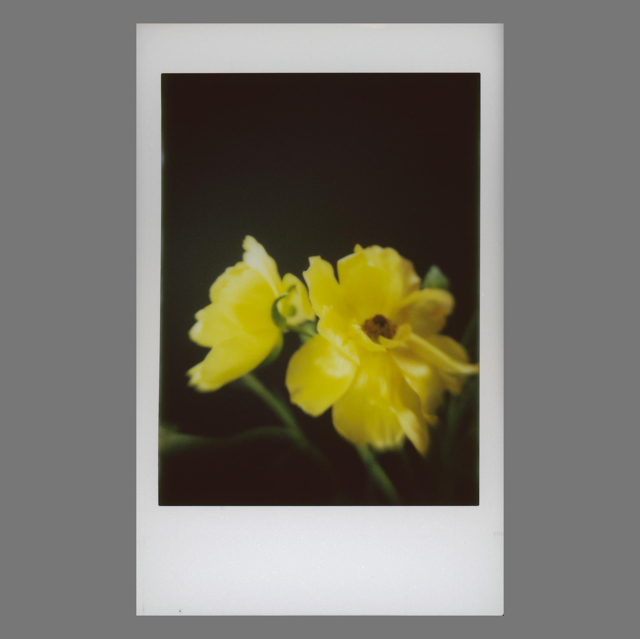 Ranunculus mini on lomo glass 🫶 | Scrolller