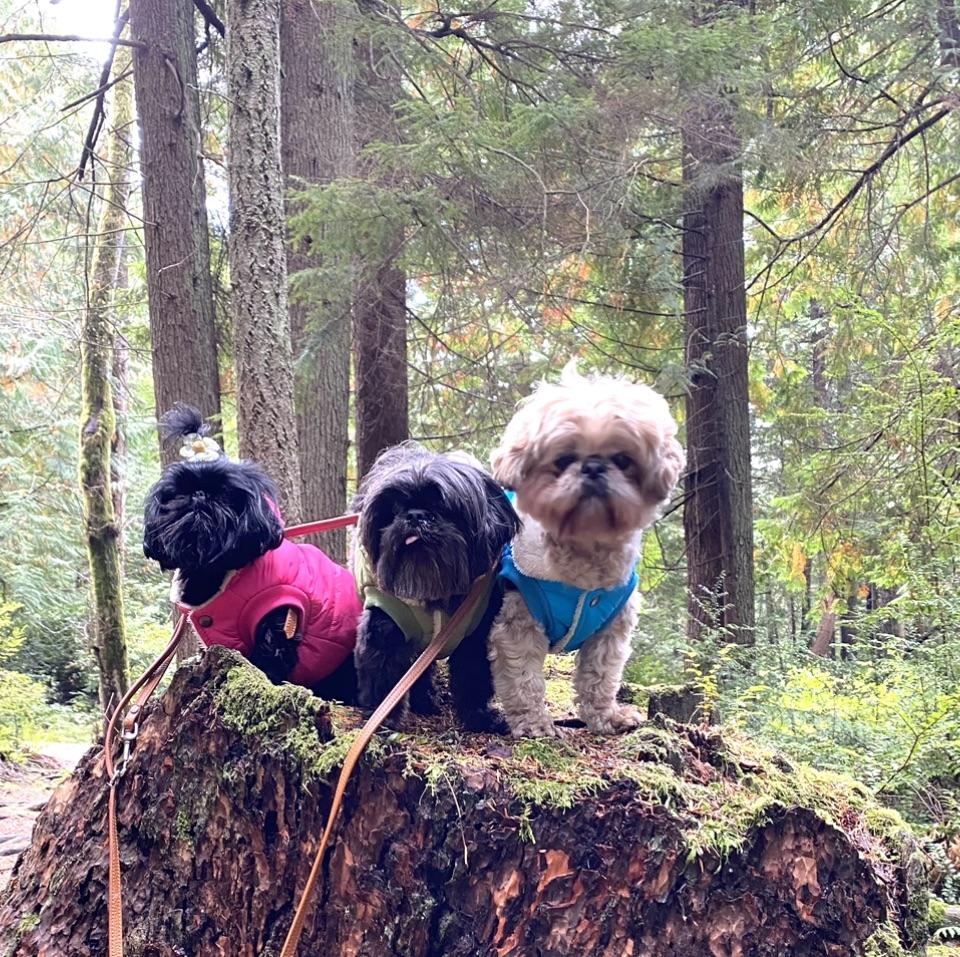 Three dogs on a log 🐾 Monsty, Mika, & Milo are ready for fall! | Scrolller