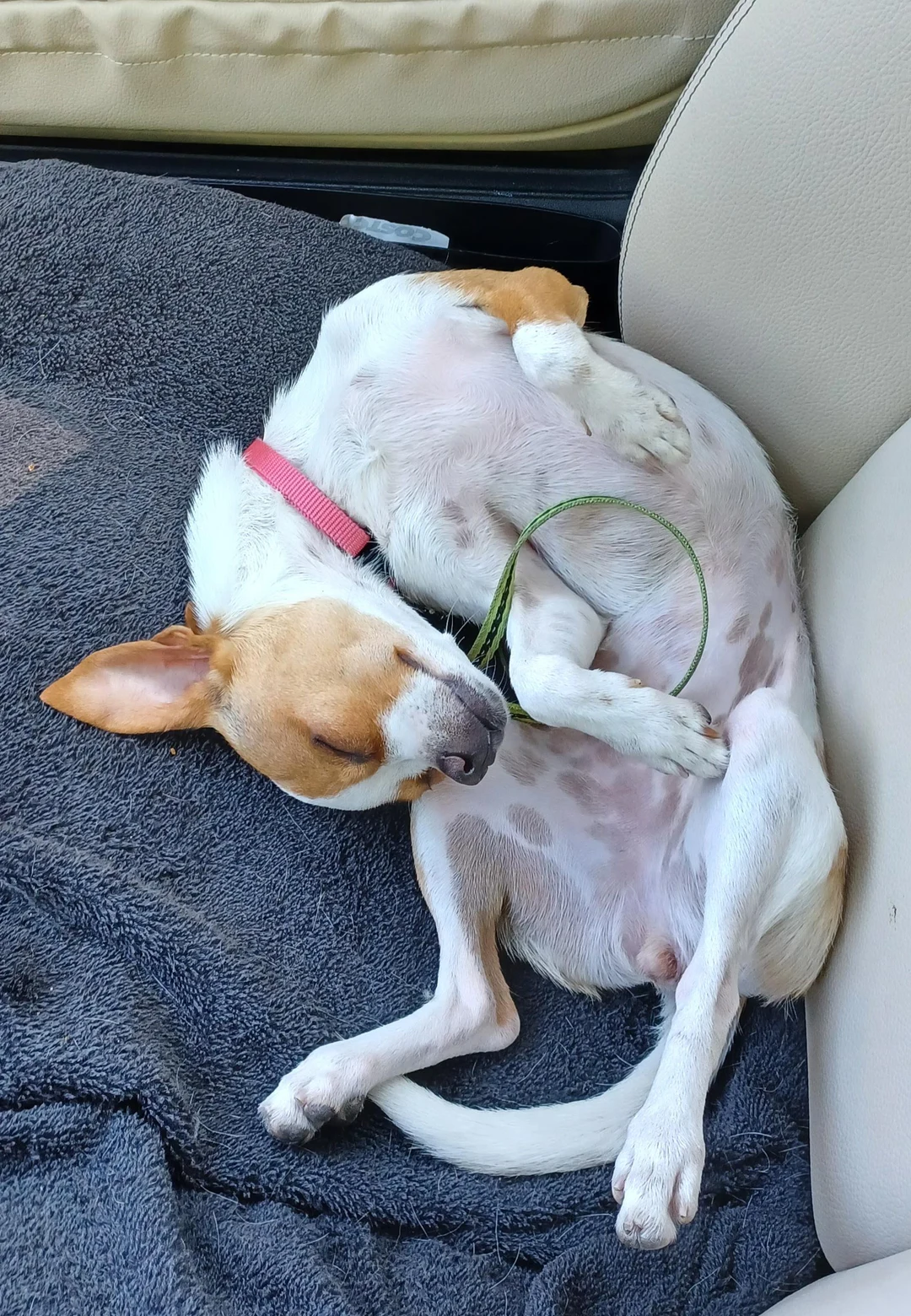 My rescue pup is rejoicing the last "dog days of summer" 💥💕🥰😇 | Scrolller