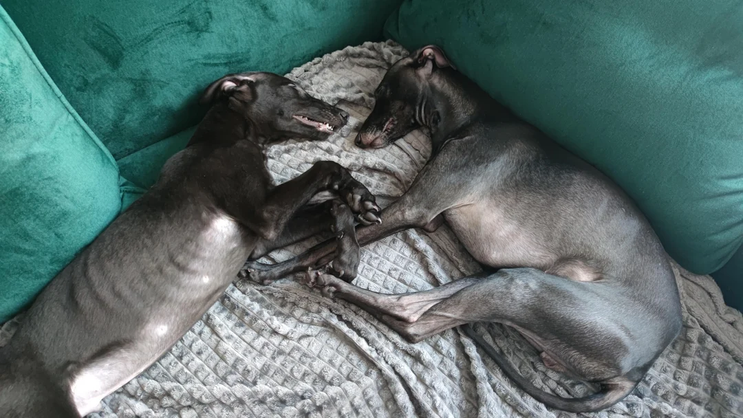 Our English Greyhound puppy (10 weeks) on the left and our Italian greyhound (1.5 years old) on ...