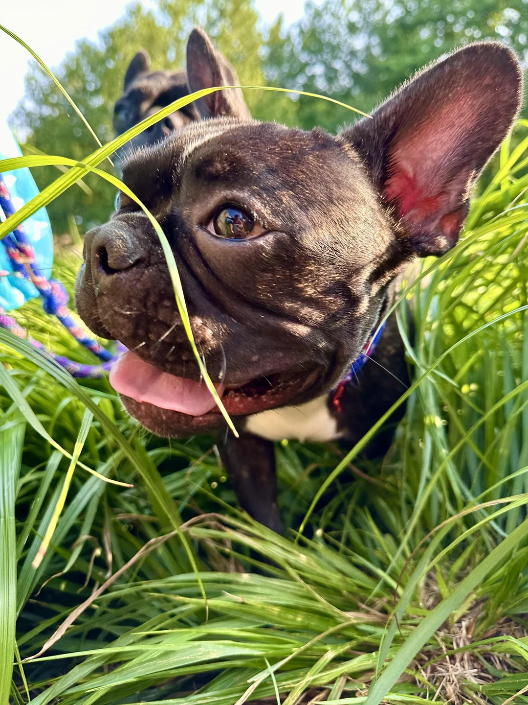 Grassy smiles | Scrolller