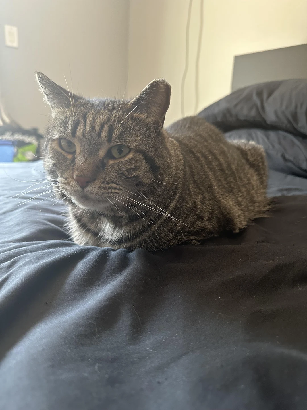 Discover more like Catloaf: Toasted Loaf! and Related Content | Scrolller