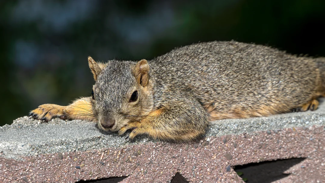 Discover more like Squirrels: Squirrel relaxing on a fence 4-20-23 and Related Content | Scrolller