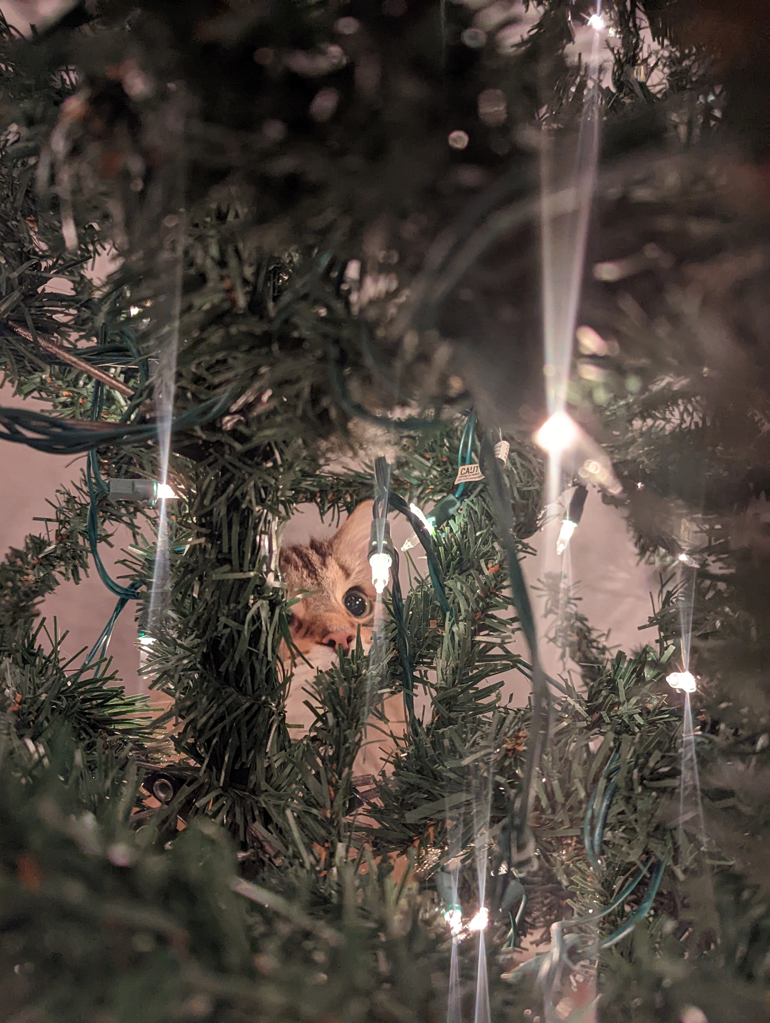 'Tis the Season... | Scrolller