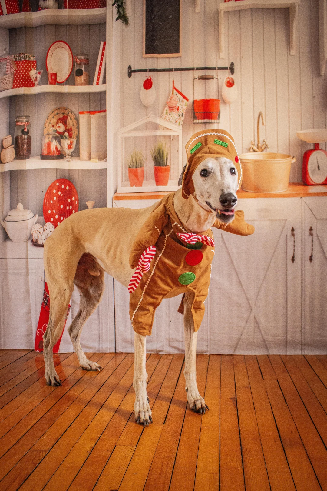 Gingerbread Hound | Scrolller
