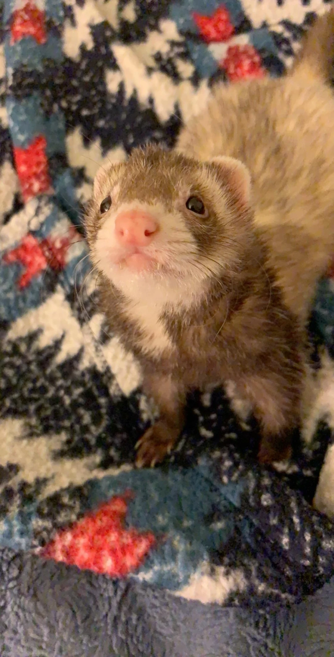 Cage recommendations | Scrolller