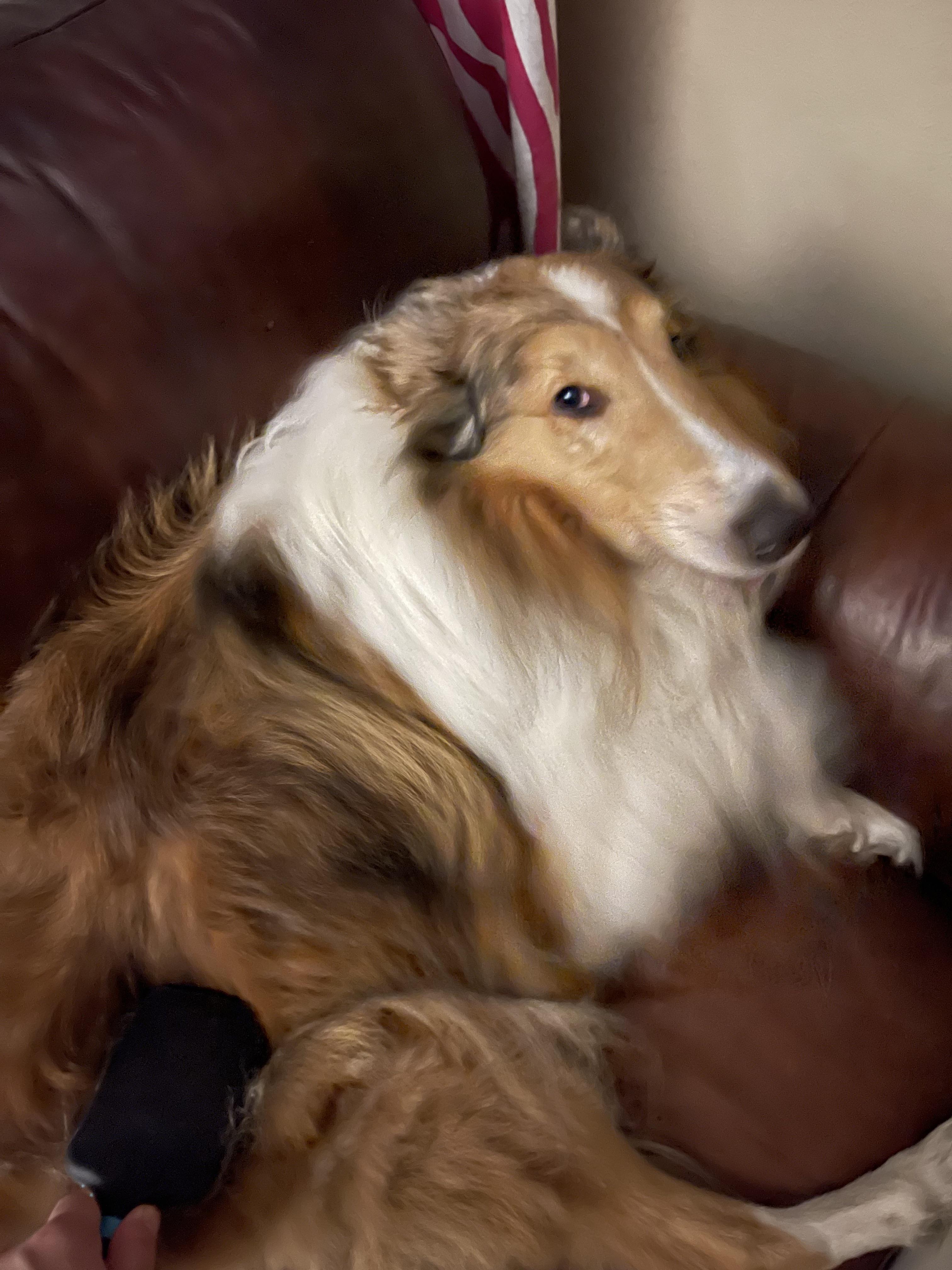 “Brush me, peasant, before I change my mind.” | Scrolller