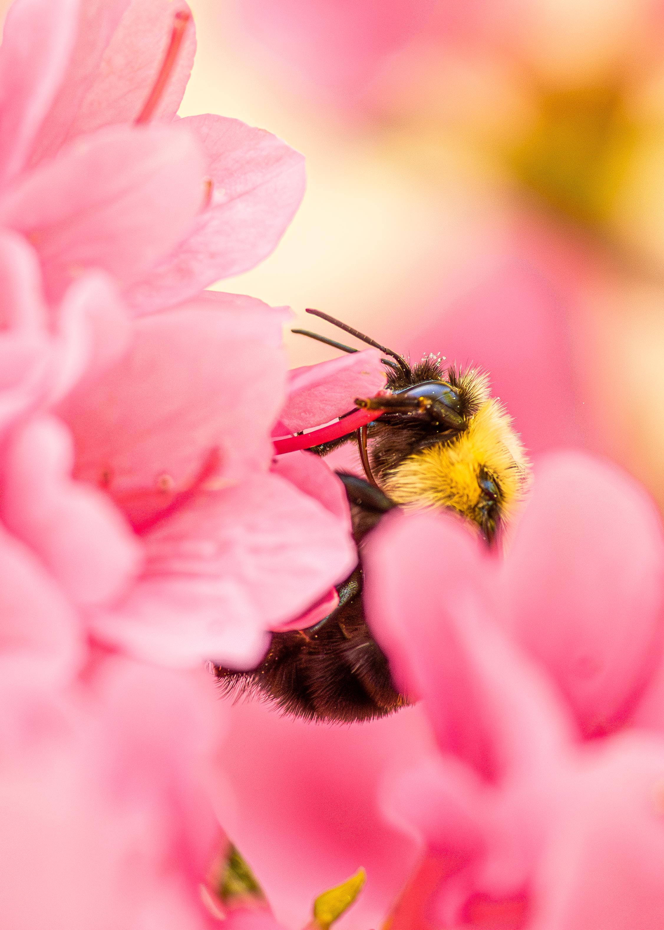 Bumblebee | Scrolller