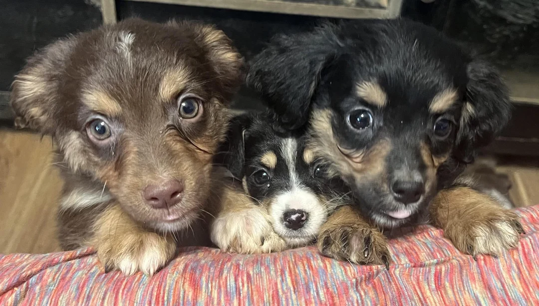 Potential Derperus? | Scrolller