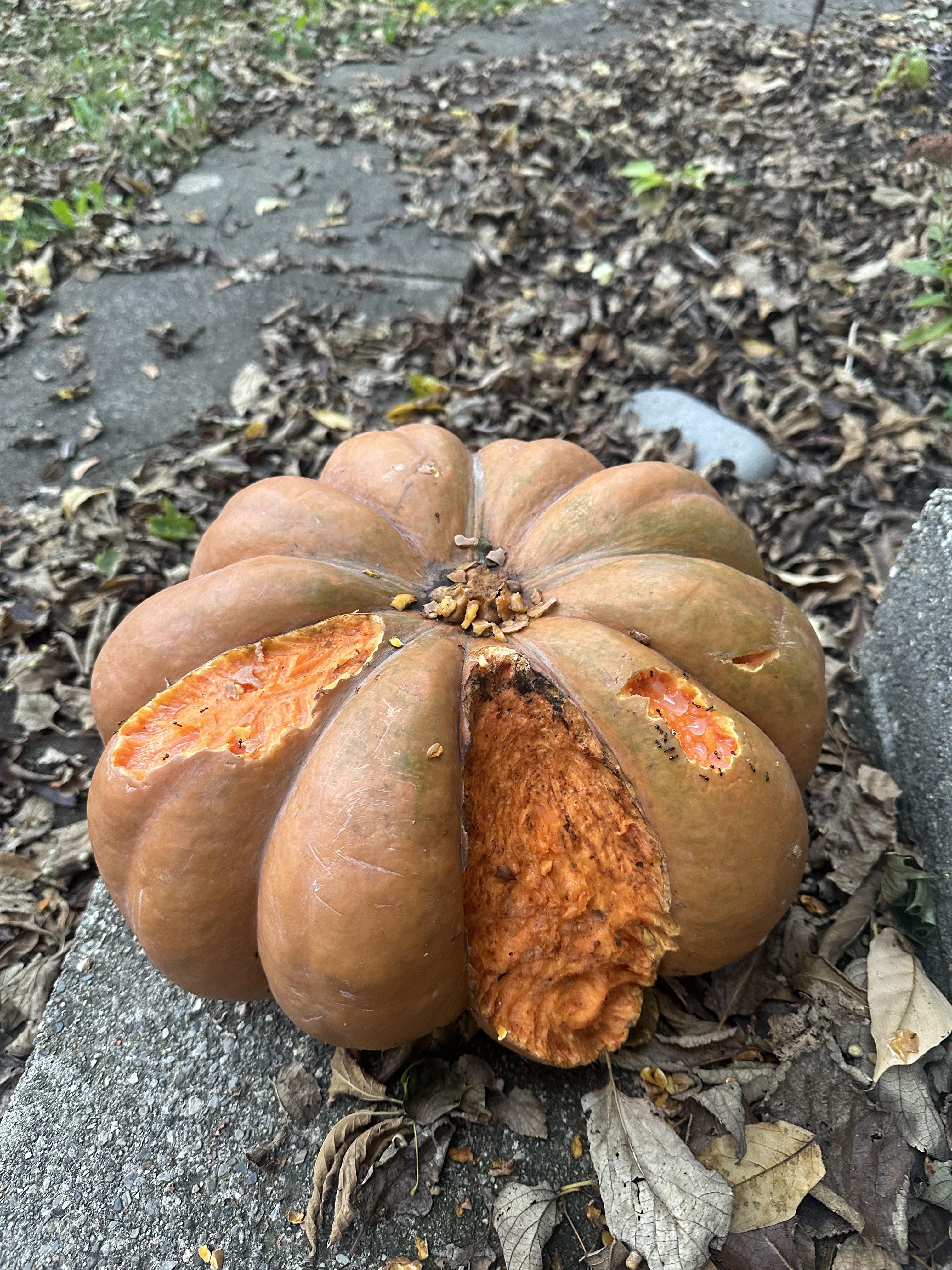 A squirrel ate a perfect slice from my pumpkin | Scrolller
