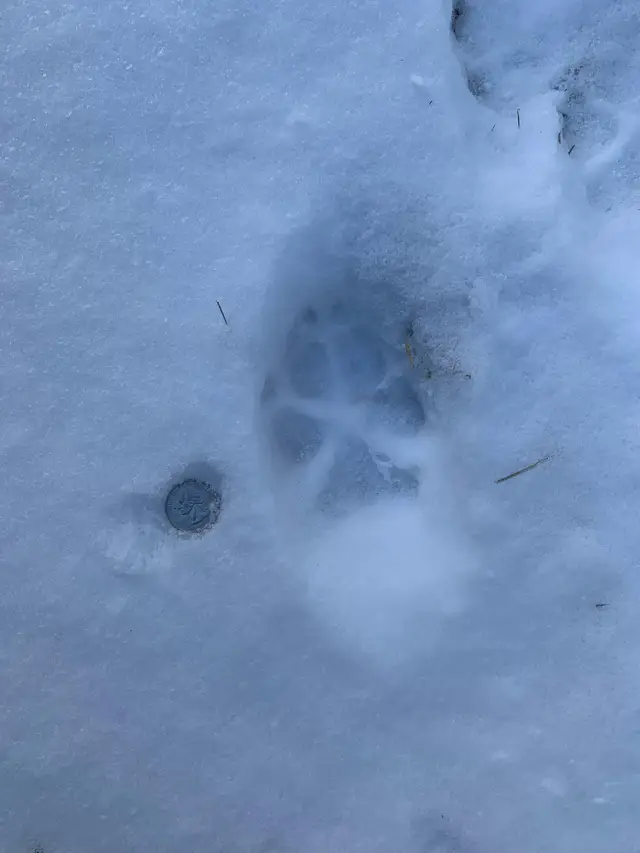 Wolf track? In upper peninsula michigan. Quarter for scale. | Scrolller