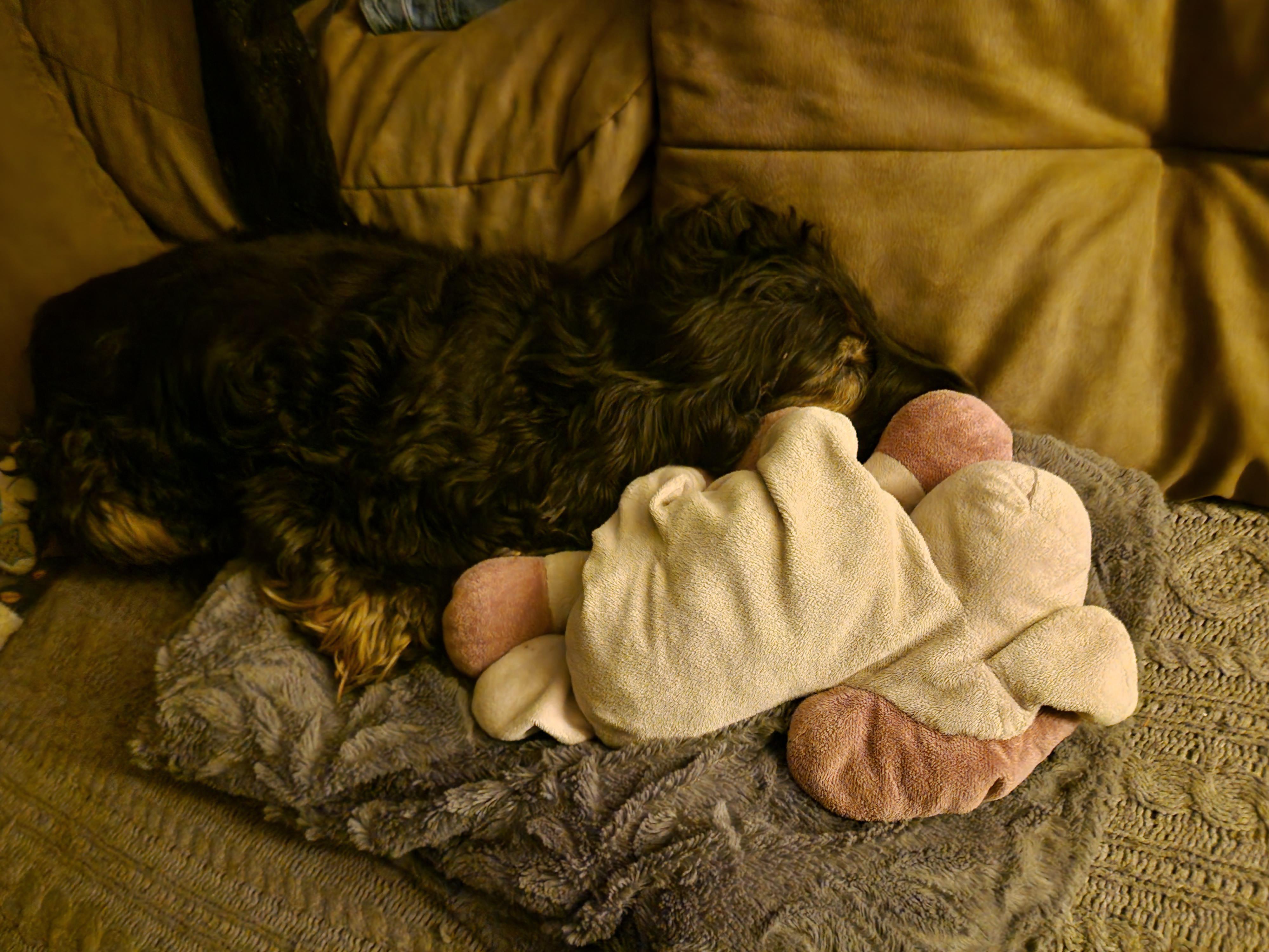 Doggo sleeping with daughters teddy | Scrolller