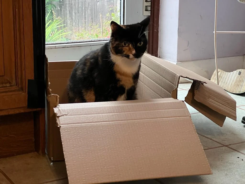 Luna takes her box-sitting seriously. | Scrolller