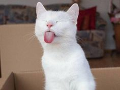 Cute blep | Scrolller