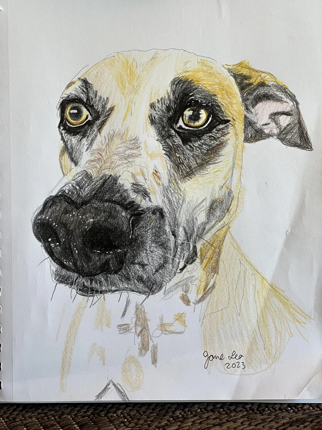 Maple, Jane Lea, Coloured Pencil, 2023 | Scrolller