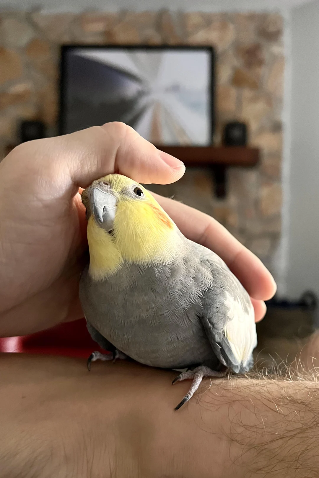 Polite Goose (very rare) | Scrolller